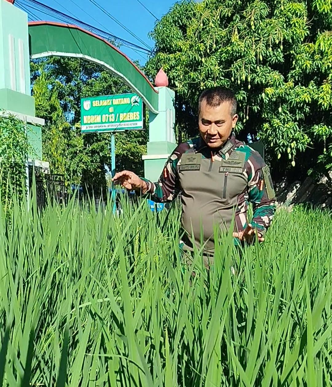 Kodim 0713 Brebes Tanam Padi Diatas Aspal - Cyber Nasional