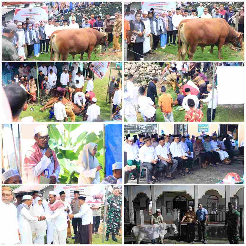 Bantuan Sapi Presiden RI untuk Iduladha 1447 H Diserahkan di Desa ...